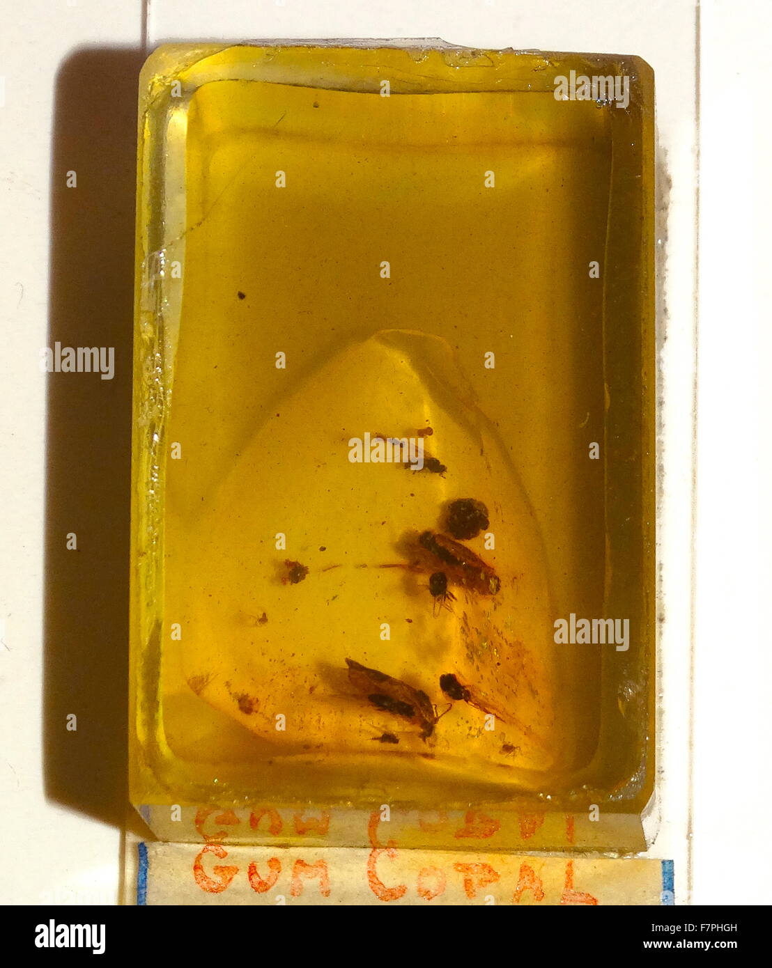 Moths and flies preserved in gum copal. East Africa Stock Photo - Alamy