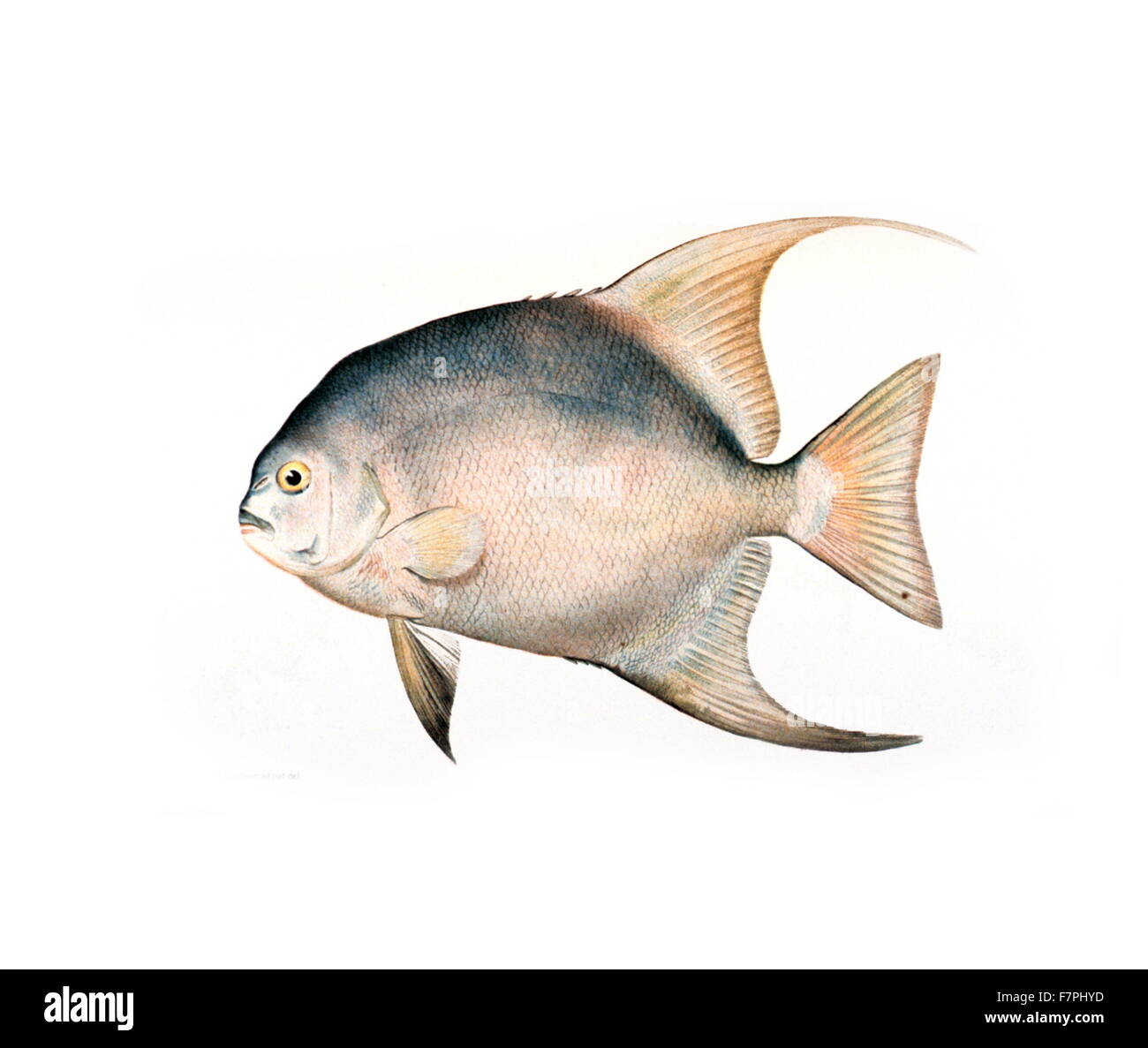 illustration of an Chaetodipterus faber from 'The Fishes of Porto Rico ...