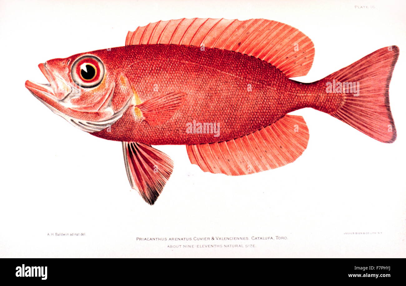 illustration of an Priacanthus arenatus Cuvier from 'The Fishes of ...