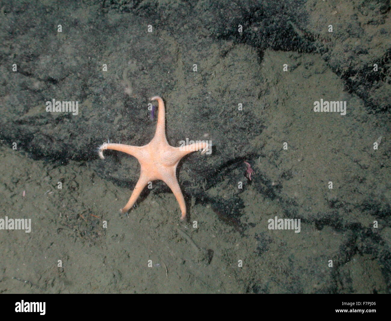 Orange long-armed sea star. From California, Davidson Seamount. Dated ...