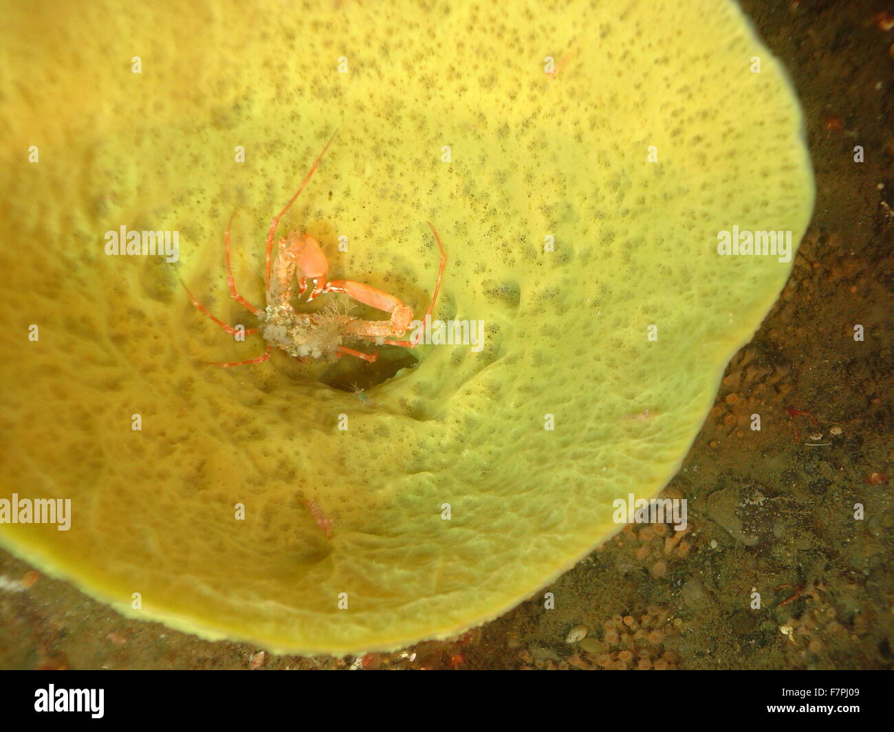Crab and small green shrimp living in a yellow vase sponge. From ...