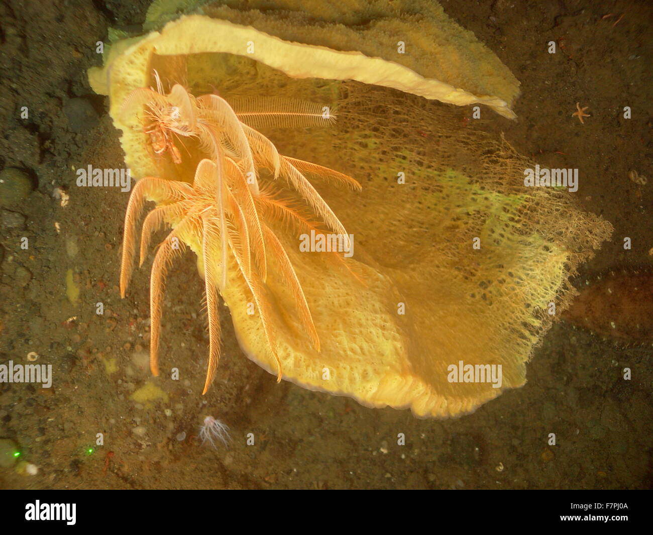 Yellow Vase sponge. From Washington, Olympic Coast. Dated 2002 Stock ...