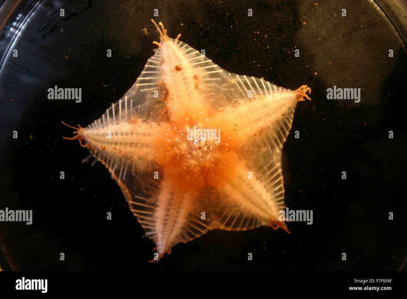 A sea star. From Alaska, Beaufort Sea, North of Point Barrow. Dated ...