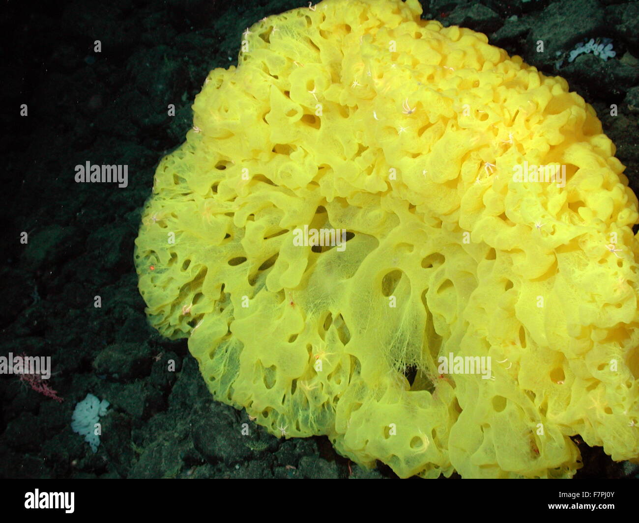 Davidson seamount hi-res stock photography and images - Alamy