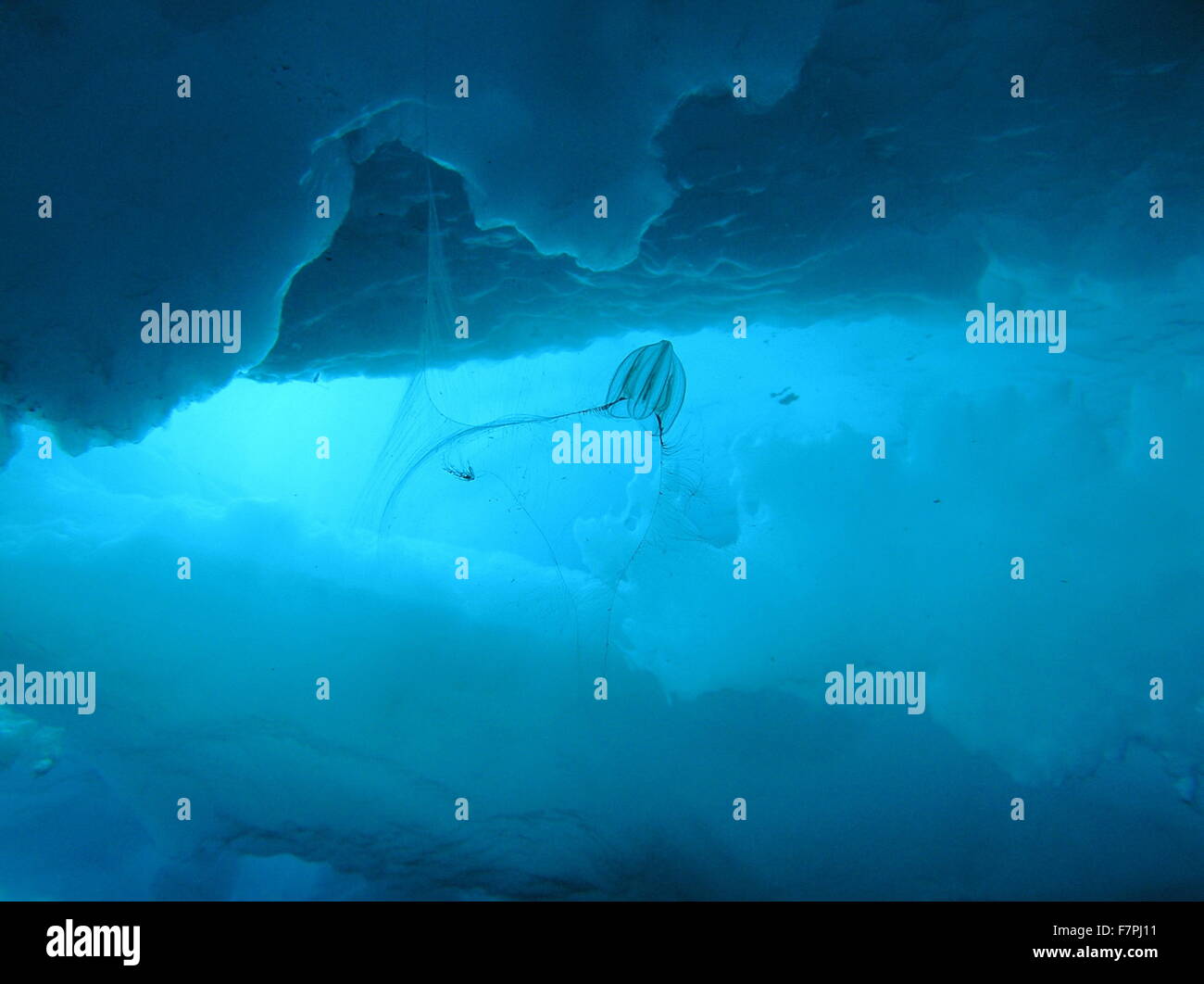 Arctic comb jelly mertensia ovum hi-res stock photography and images ...