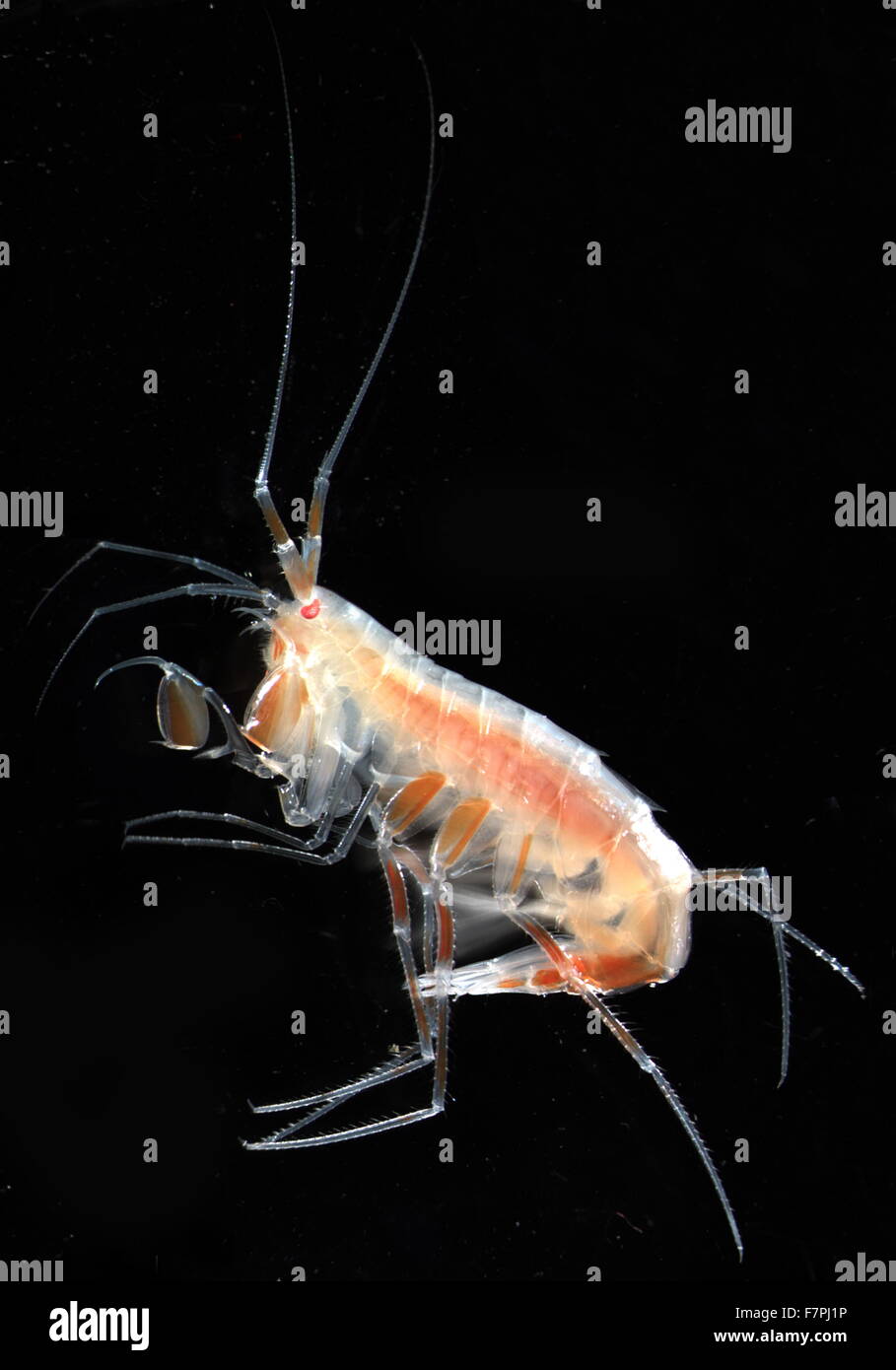Eusirus hi-res stock photography and images - Alamy