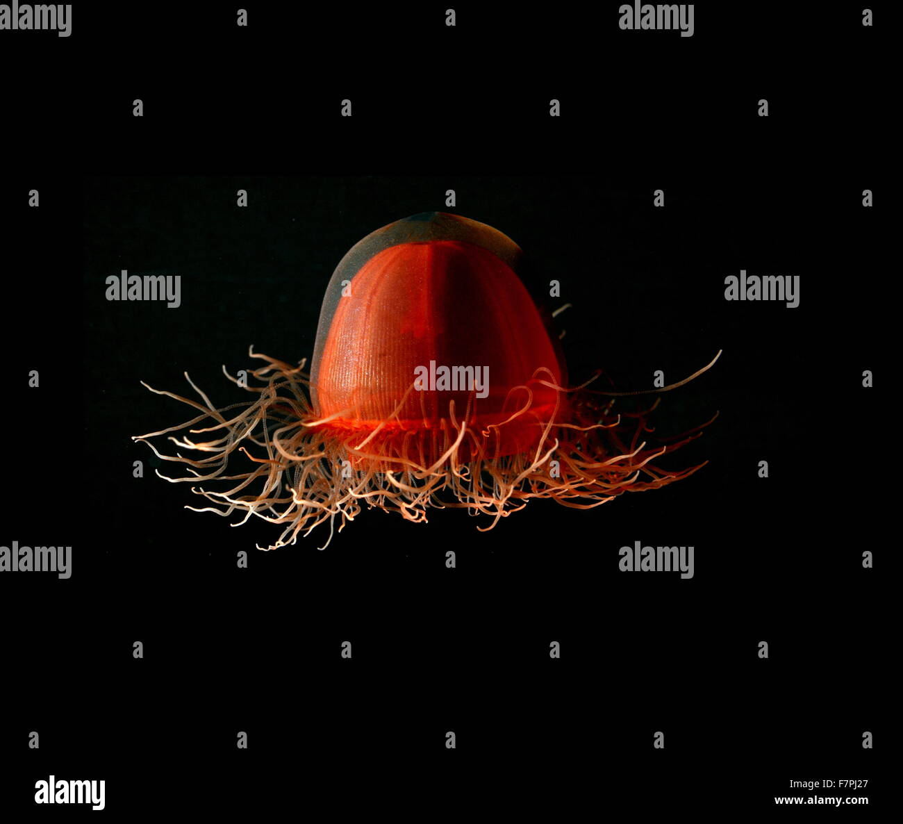 Raskoff hi-res stock photography and images - Alamy