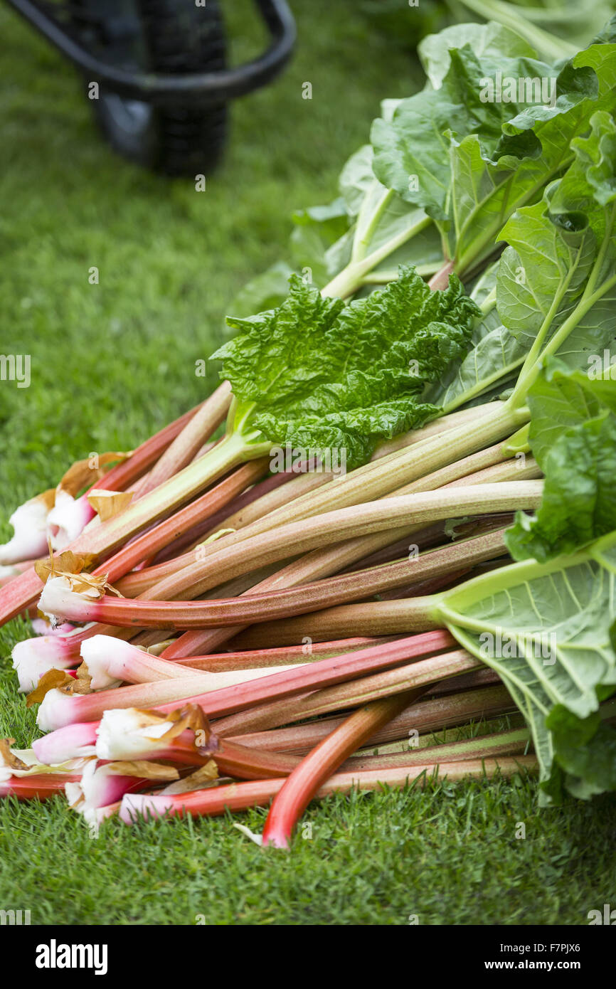 A close up view of a pile of freshly picked rhubarb on the grass in the ...