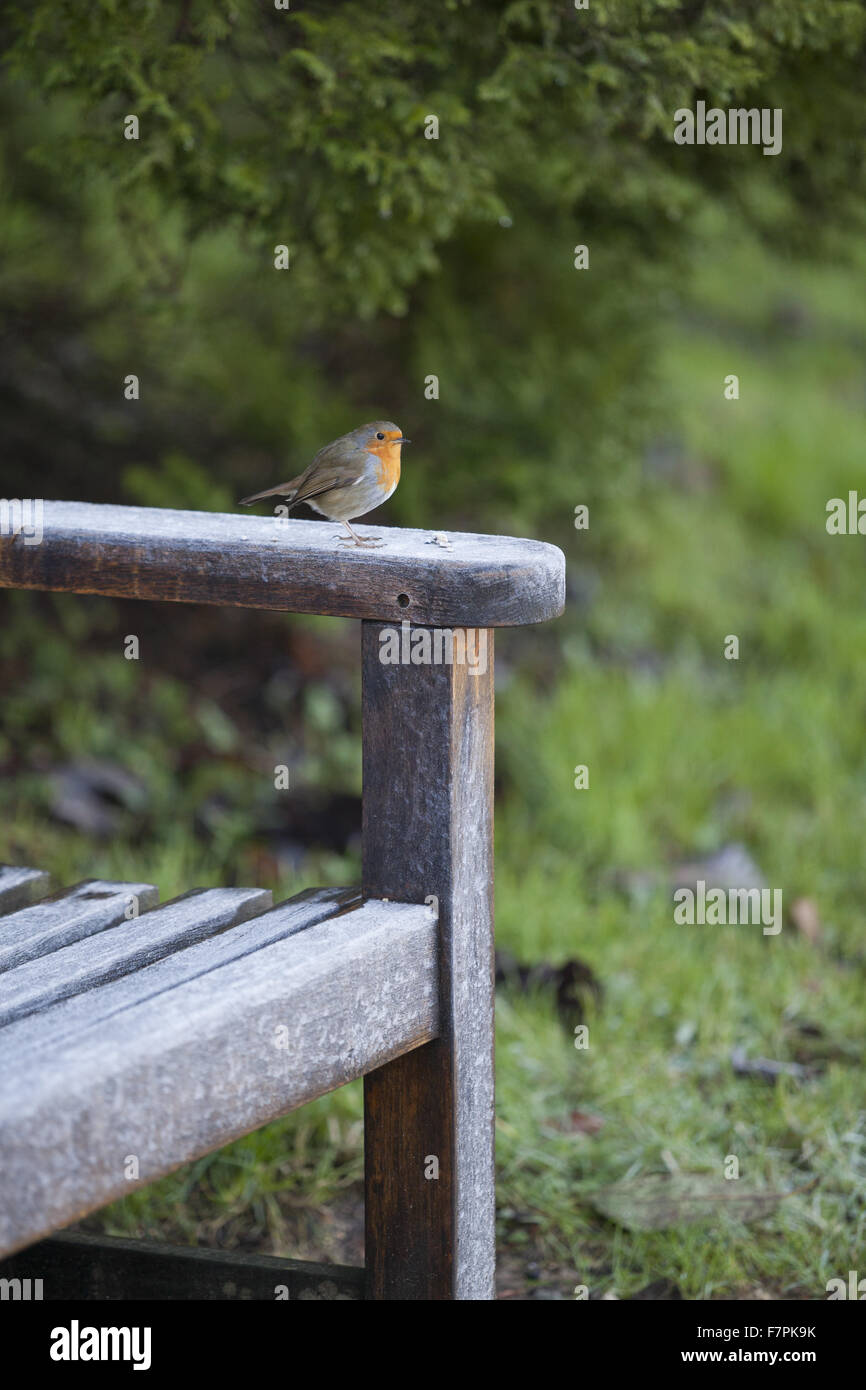 Robin on bench hi-res stock photography and images - Alamy