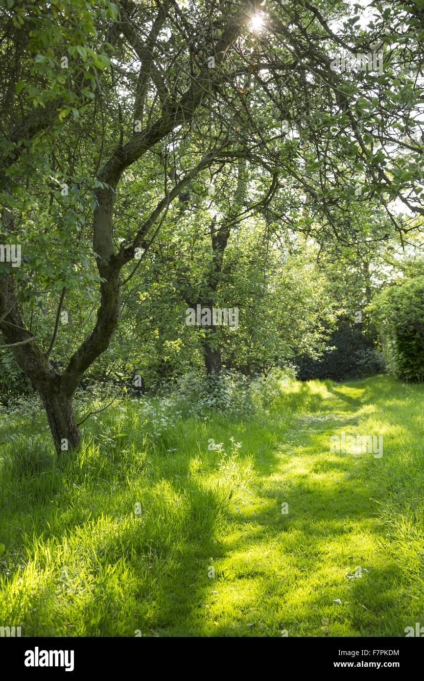 The orchard at Shaw's Corner, Hertfordshire Stock Photo - Alamy