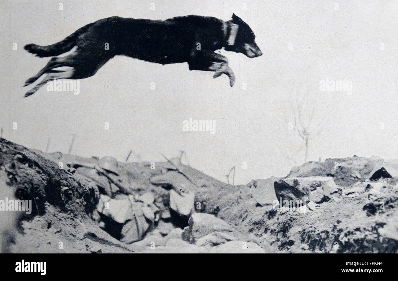 World war one: German army dog jumps across a trench in France carrying ...
