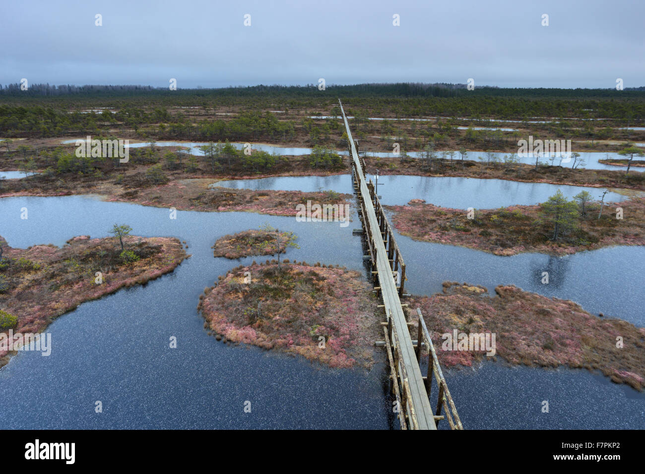 Frozen bog pools in Männikjärve Bog, Estonia Stock Photo - Alamy