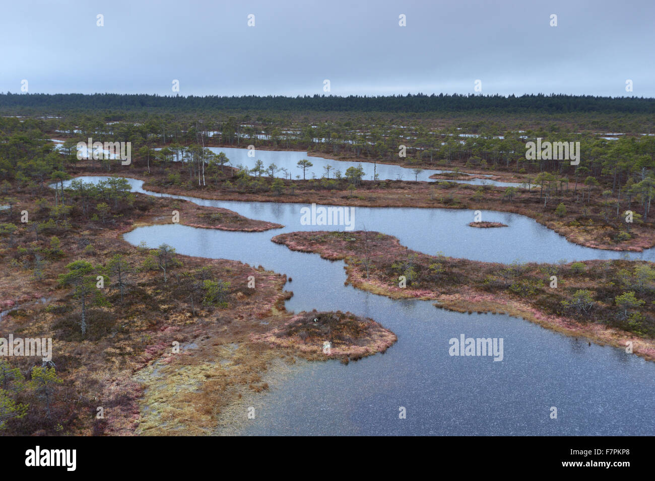 Frozen bog pools in Männikjärve Bog, Estonia Stock Photo - Alamy