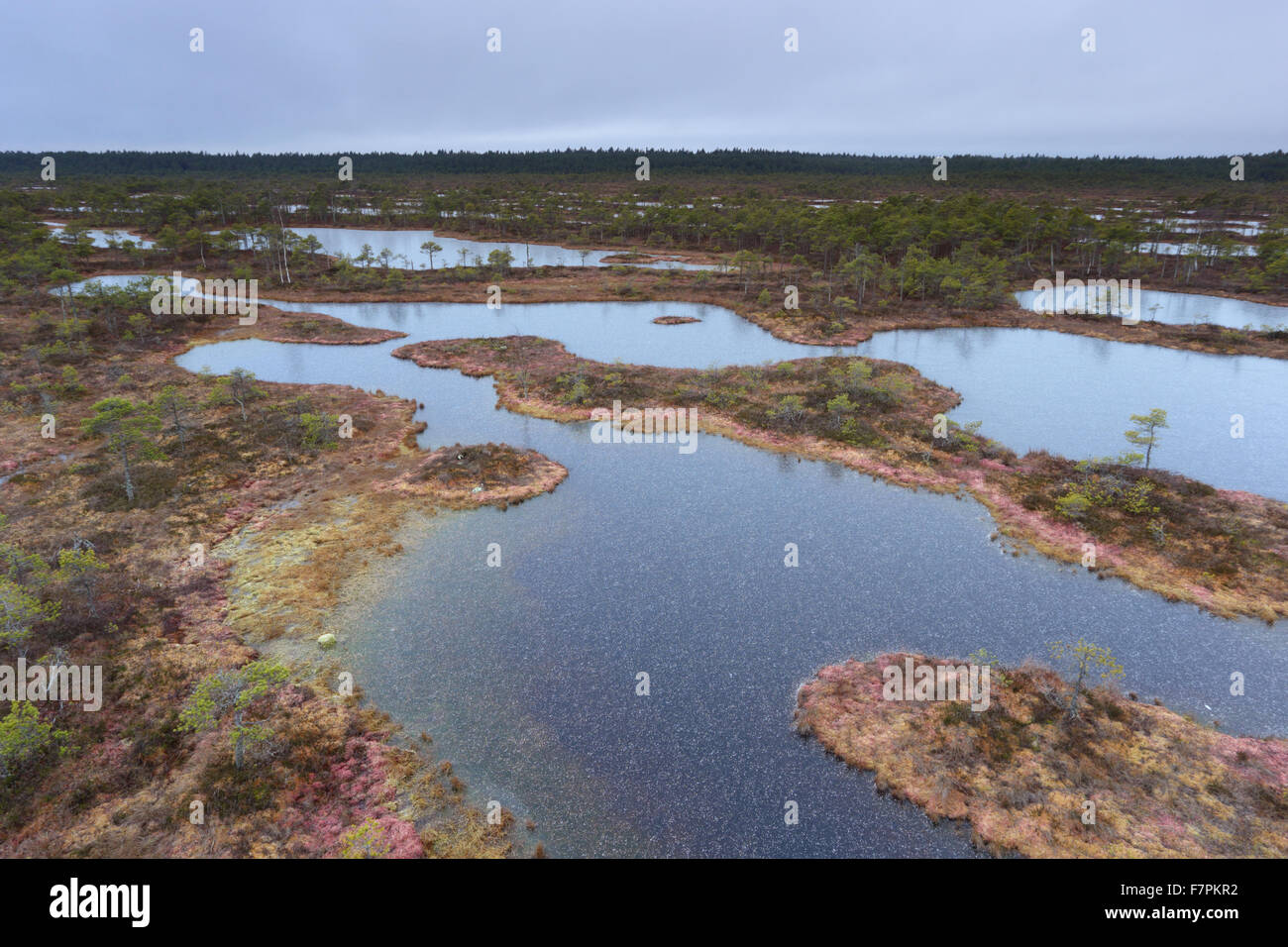 Frozen bog pools in Männikjärve Bog, Estonia Stock Photo - Alamy