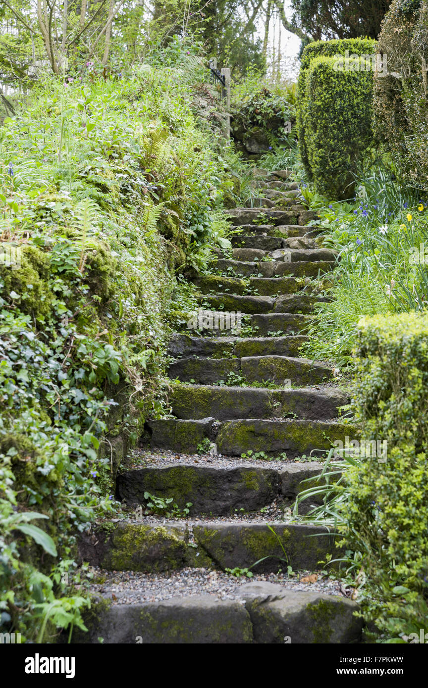 Stone steps leading up through the garden at Plas yn Rhiw. Ivy and fern ...