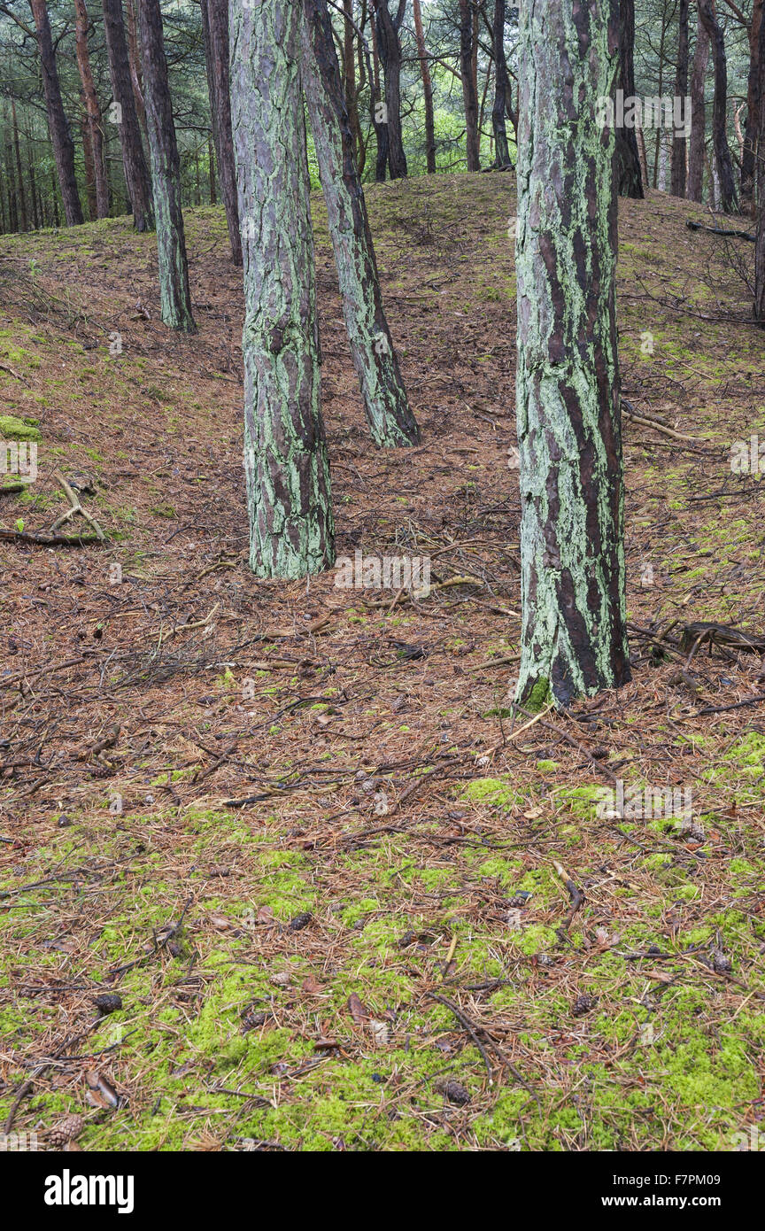 Woodland at Formby, Merseyside Stock Photo - Alamy