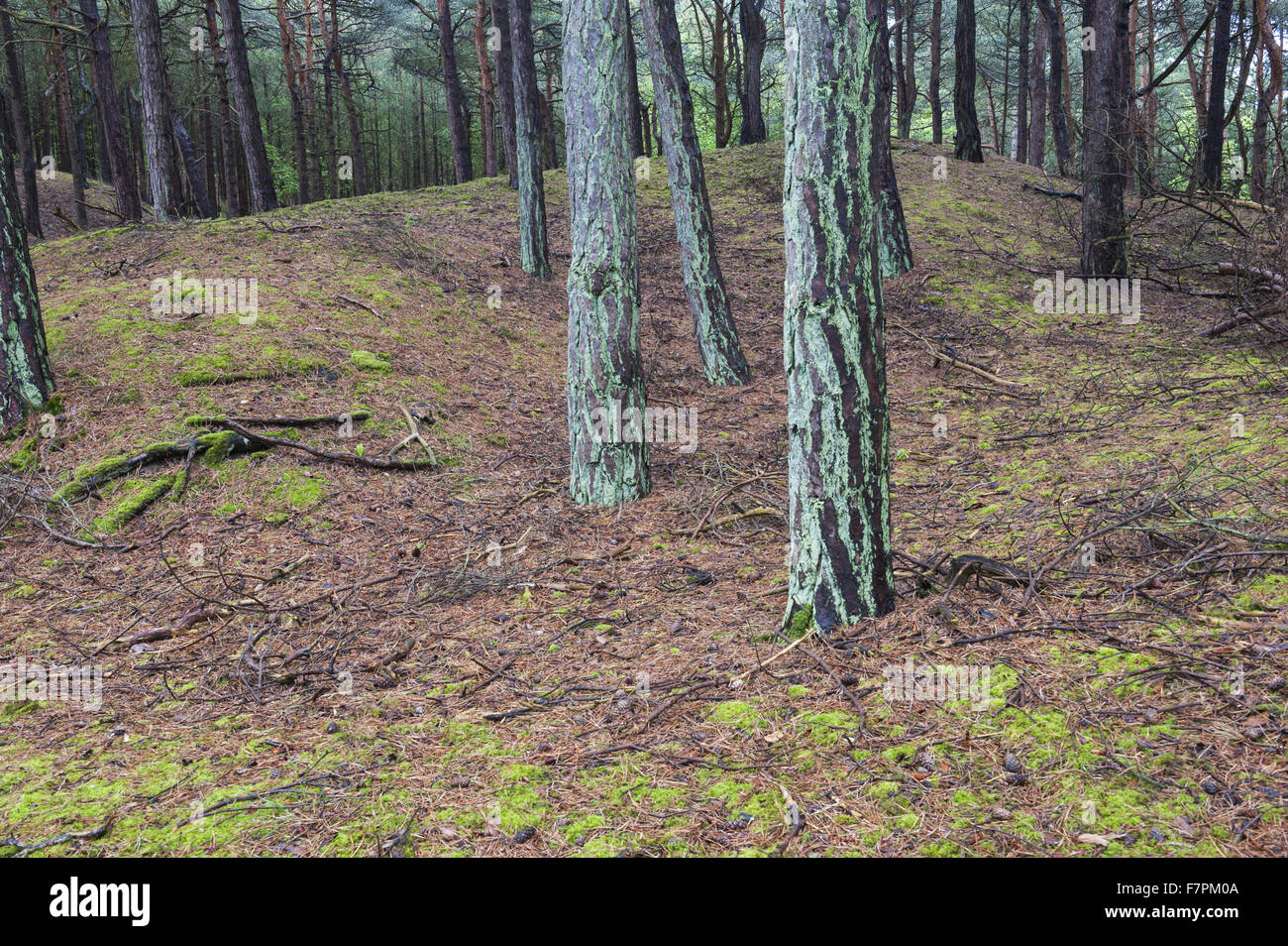Woodland at Formby, Merseyside Stock Photo - Alamy