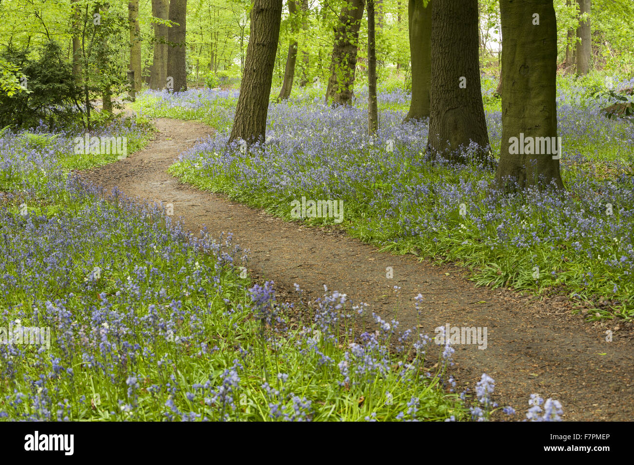 Victorian Spring Flower High Resolution Stock Photography and Images ...
