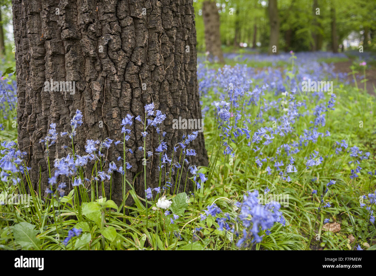 Rufford old hall hi-res stock photography and images - Alamy
