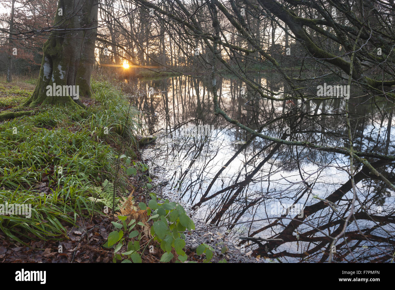 River wallington hi-res stock photography and images - Alamy