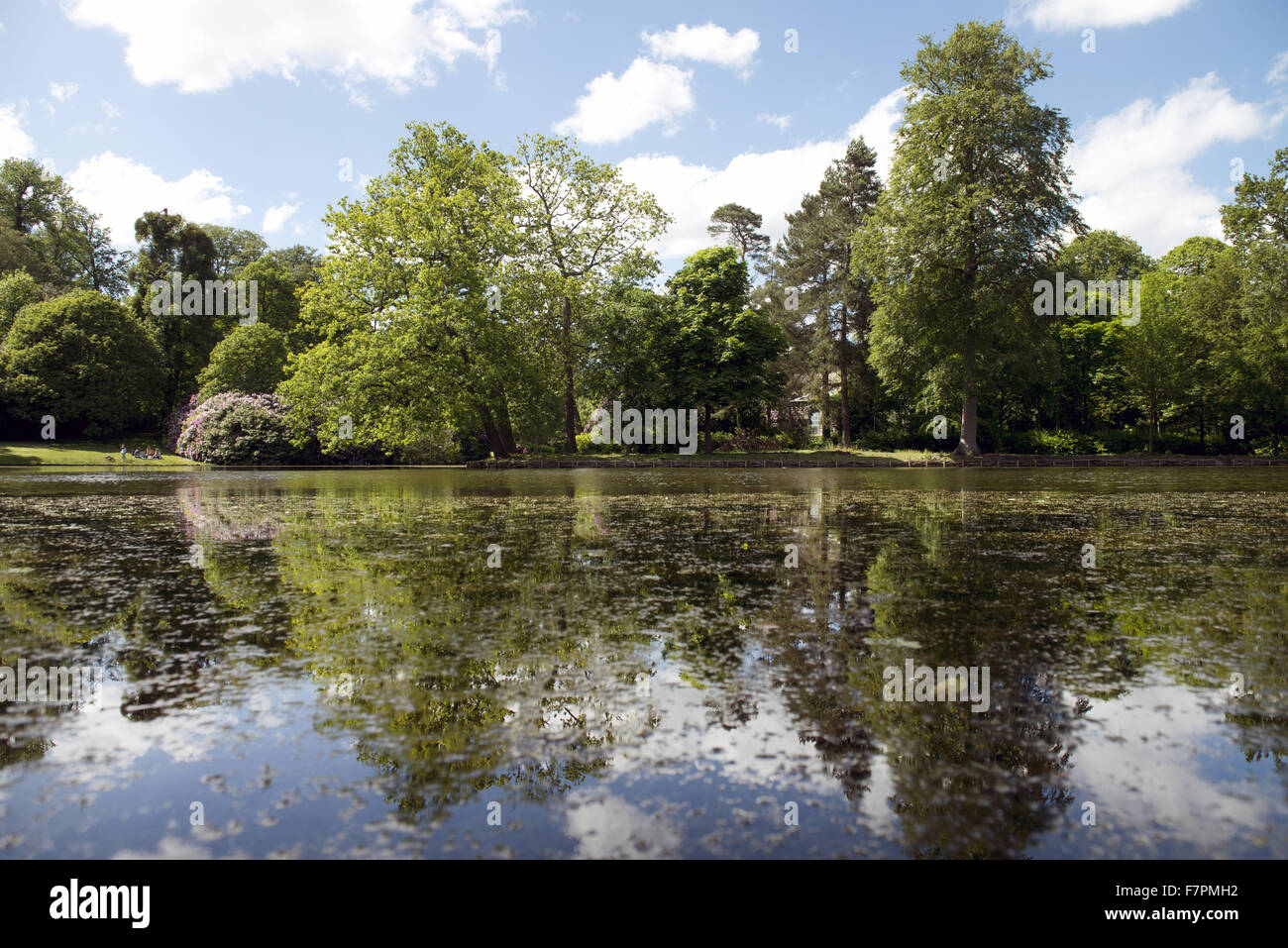 The lake at Claremont Landscape Garden, Surrey Stock Photo - Alamy
