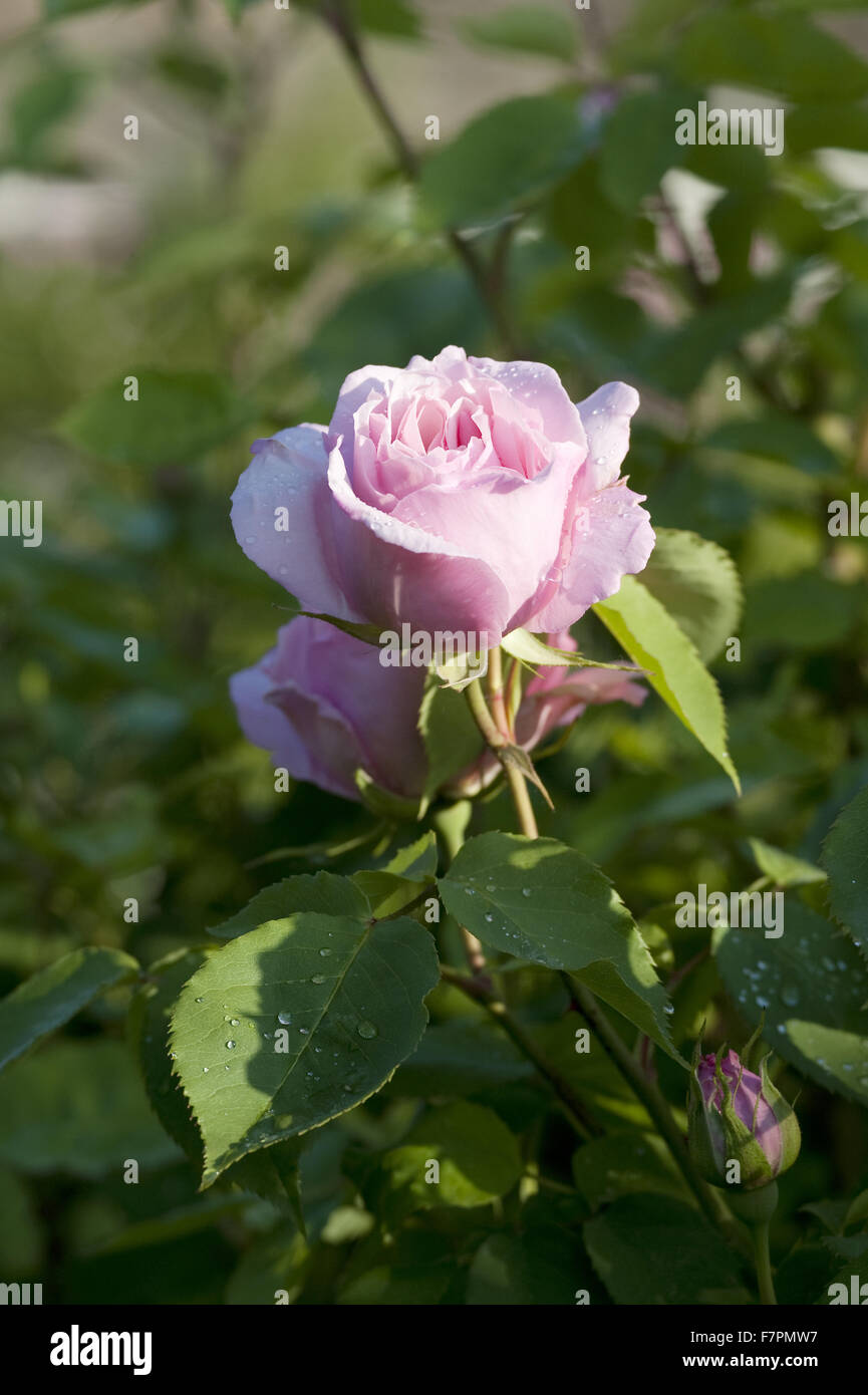 Pink rose in the garden at Monk's House, East Sussex. Monk's House was ...