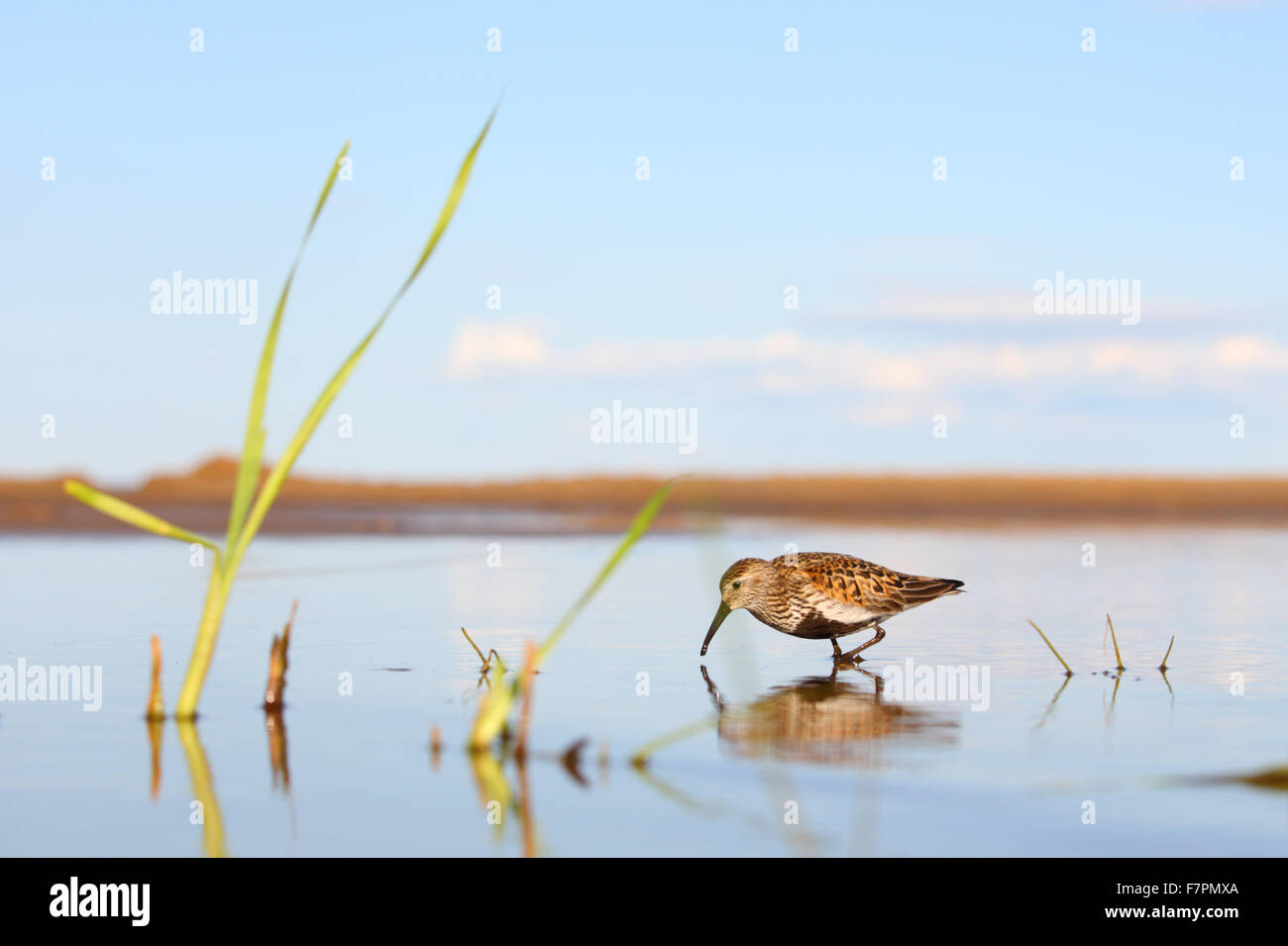 Feeding Dunlin (Calidris alpina) adult in breeding plumage Stock Photo ...