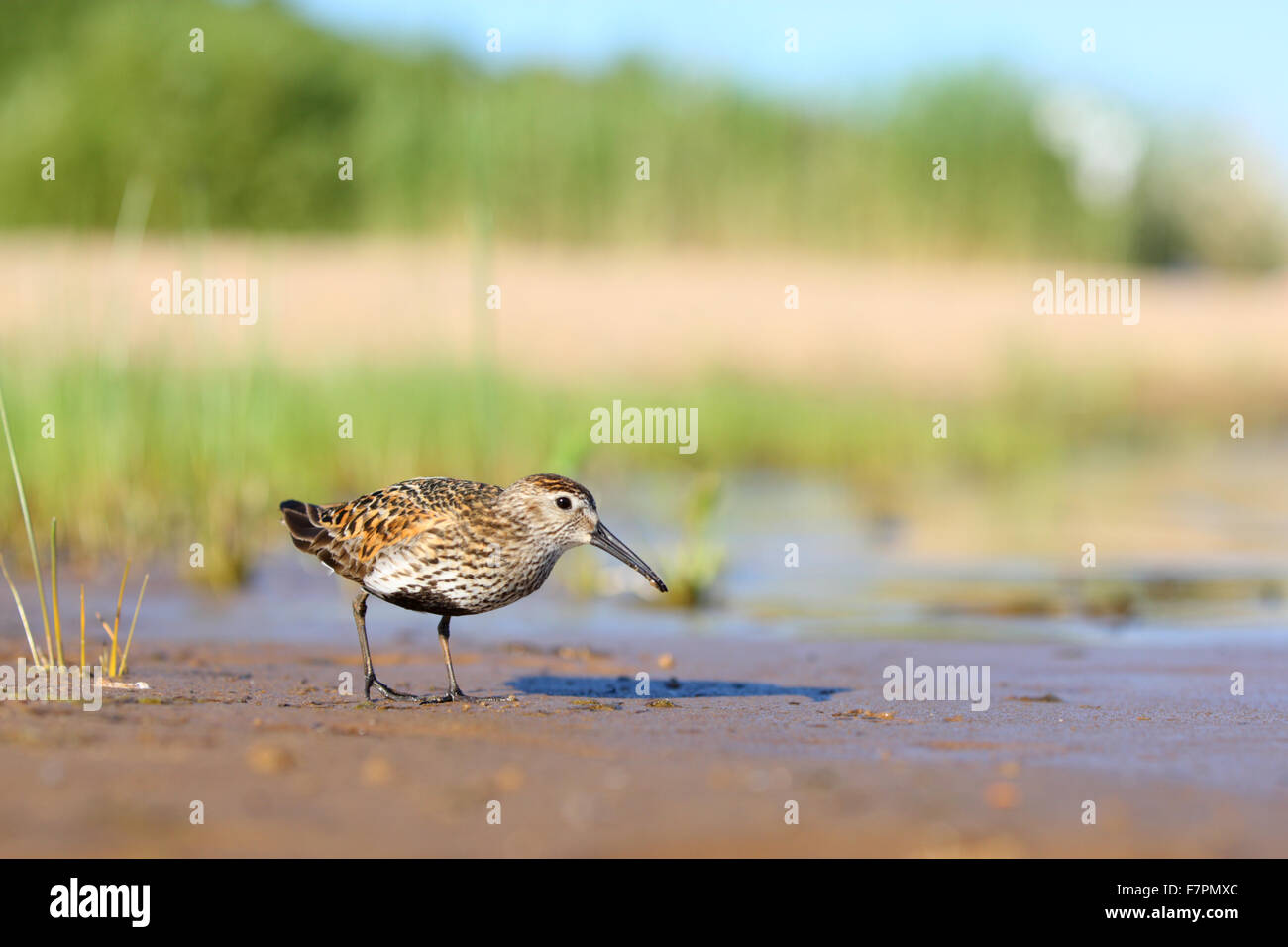 Feeding Dunlin (Calidris alpina) adult in breeding plumage Stock Photo ...