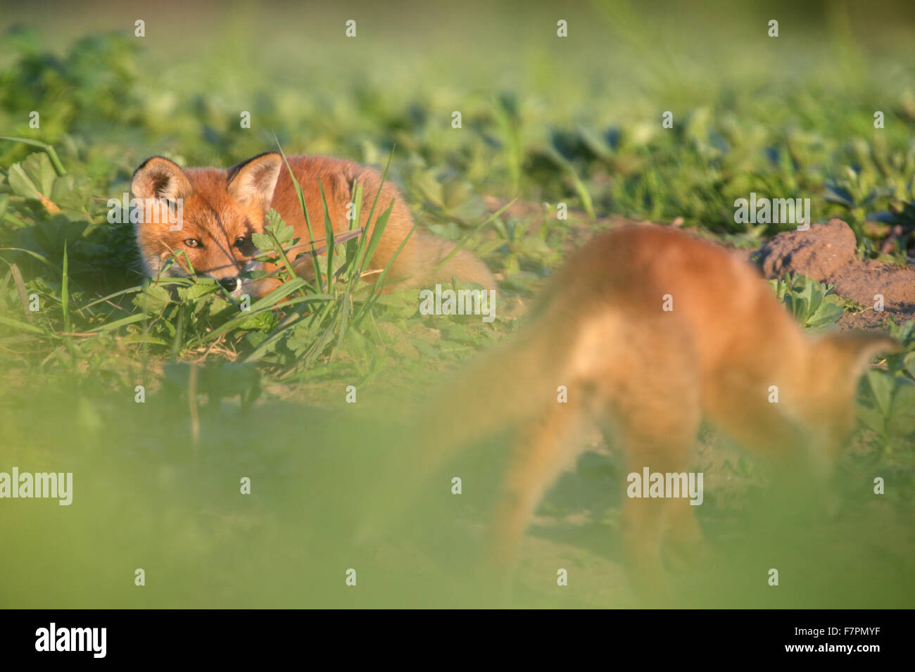 Red Fox kits (Vulpes vulpes). Europe Stock Photo - Alamy