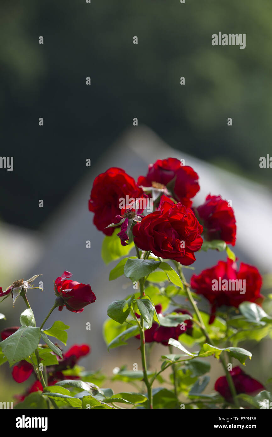 Red rose growing in July at Bodnant Garden, Clwyd, Wales. Created by ...