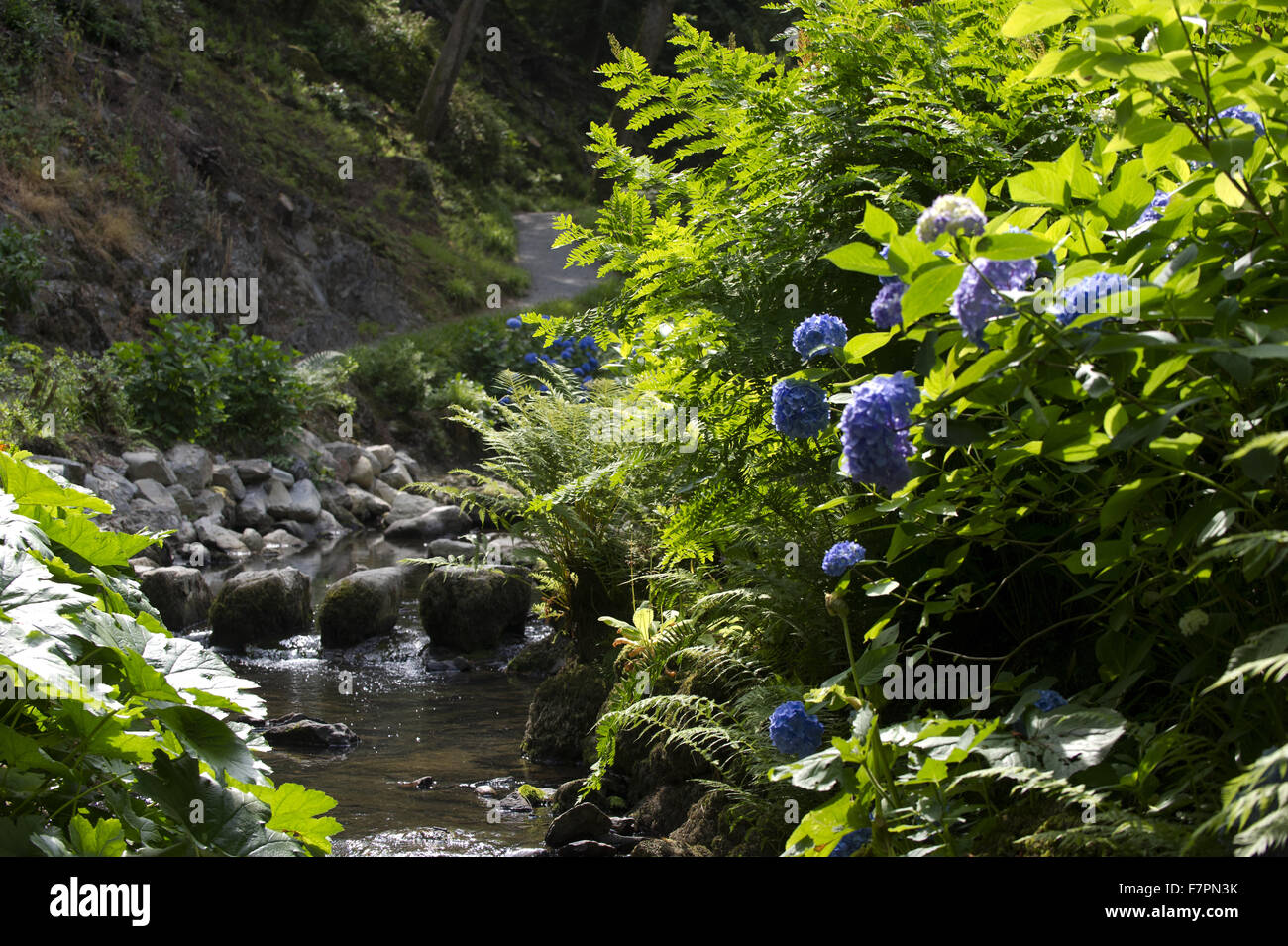 A view of the river in July at Bodnant Garden, Clwyd, Wales. Created by ...