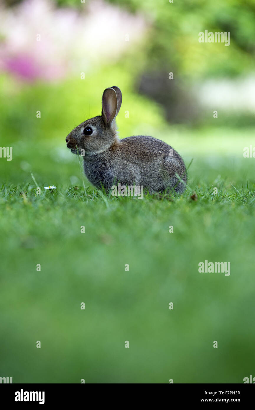 Wild rabbit at Bodnant Garden, Clwyd, Wales. Created by five ...