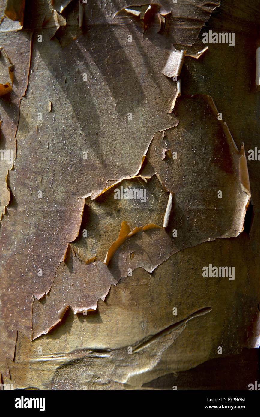 Flaky flaking bark hi-res stock photography and images - Alamy