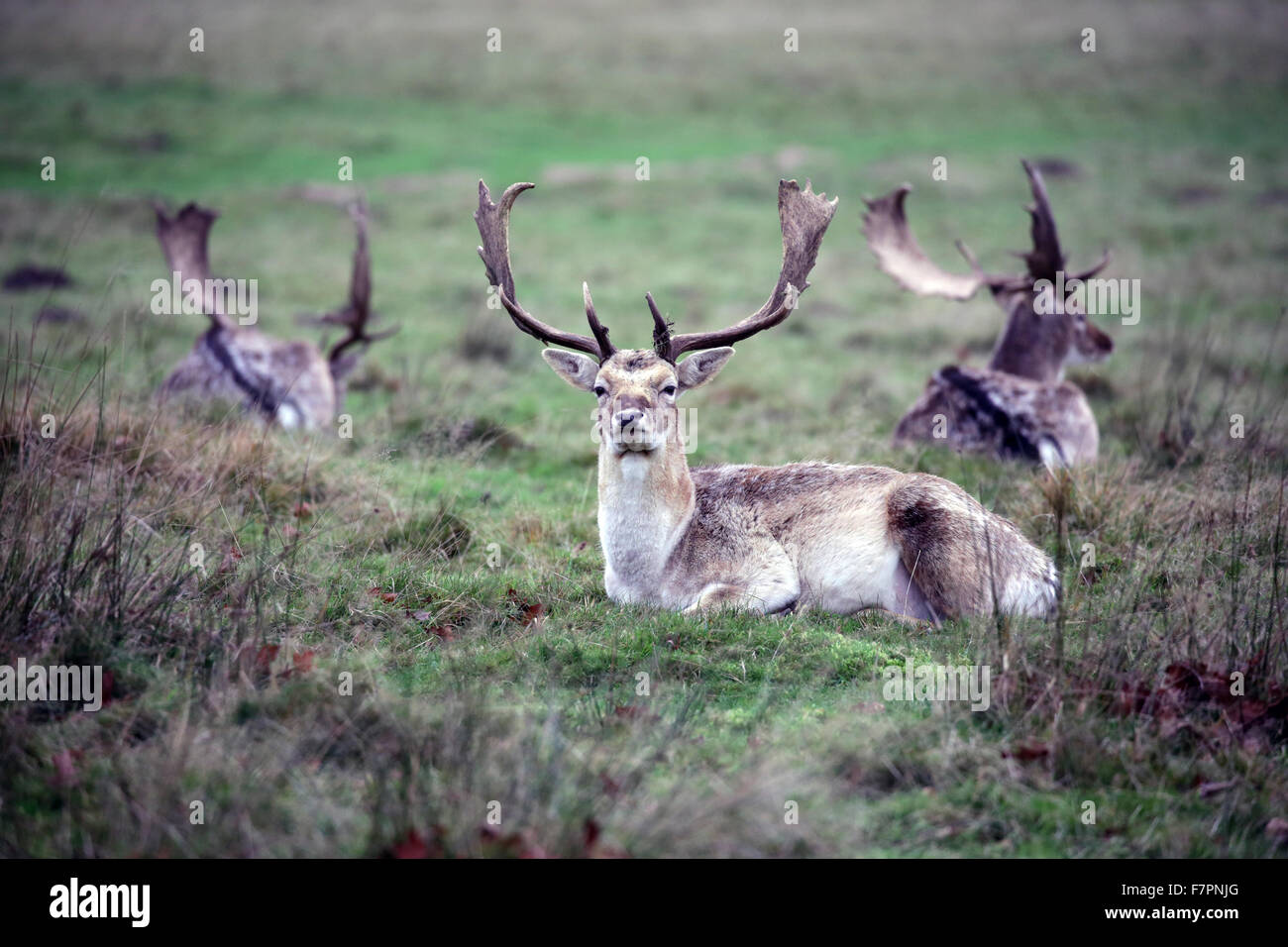 Tatton park deer hi-res stock photography and images - Alamy