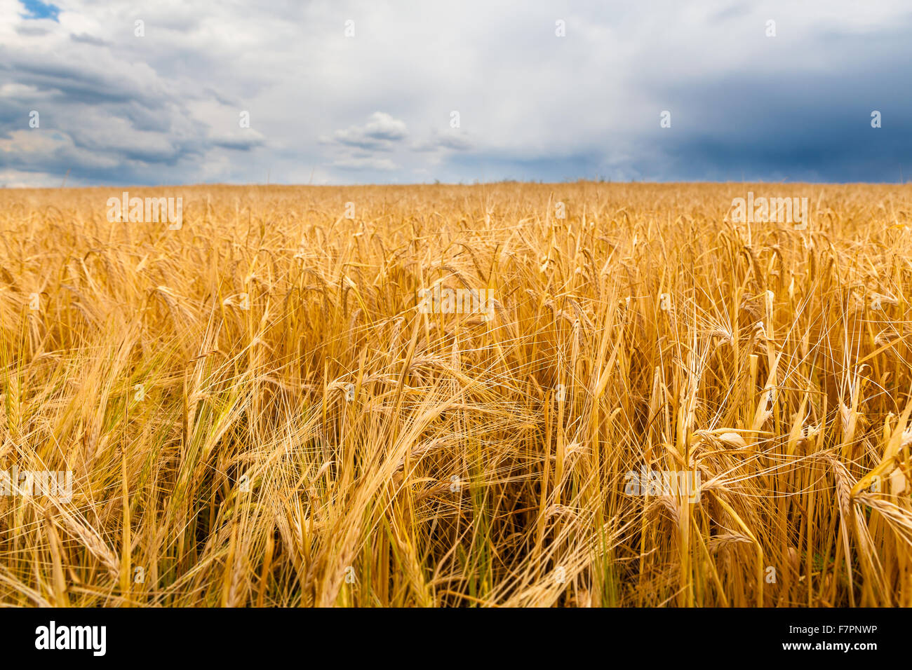 Barley field and a blue sky with clouds, Ukraine Stock Photo - Alamy