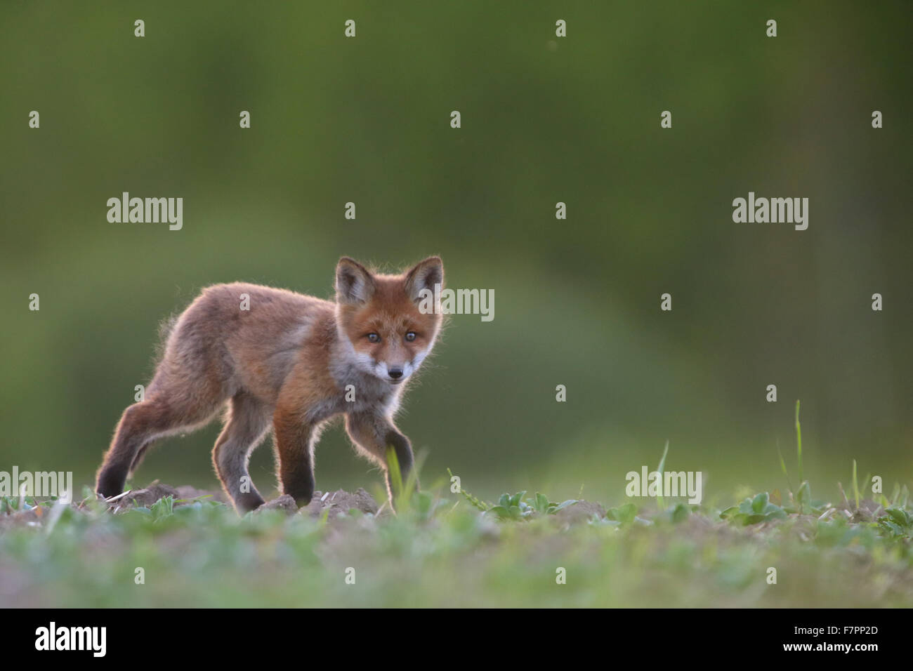 Red Fox kit (Vulpes vulpes). Europe Stock Photo - Alamy