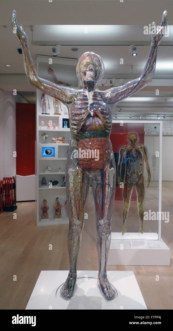 Biology figures hi-res stock photography and images - Alamy