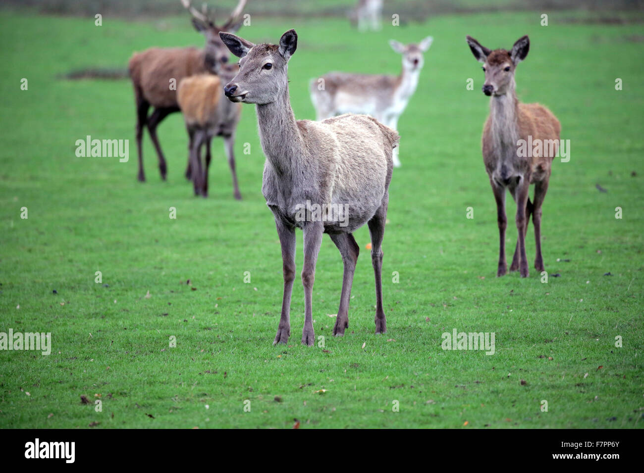 Tatton park deer hi-res stock photography and images - Alamy