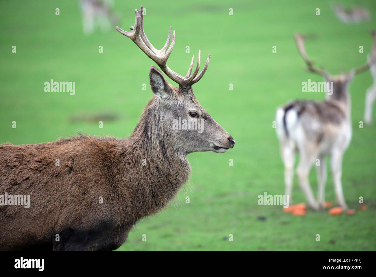 Wildlife animal tatton park hi-res stock photography and images - Alamy