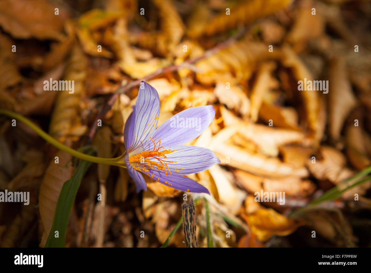 Saffron tree hi-res stock photography and images - Alamy