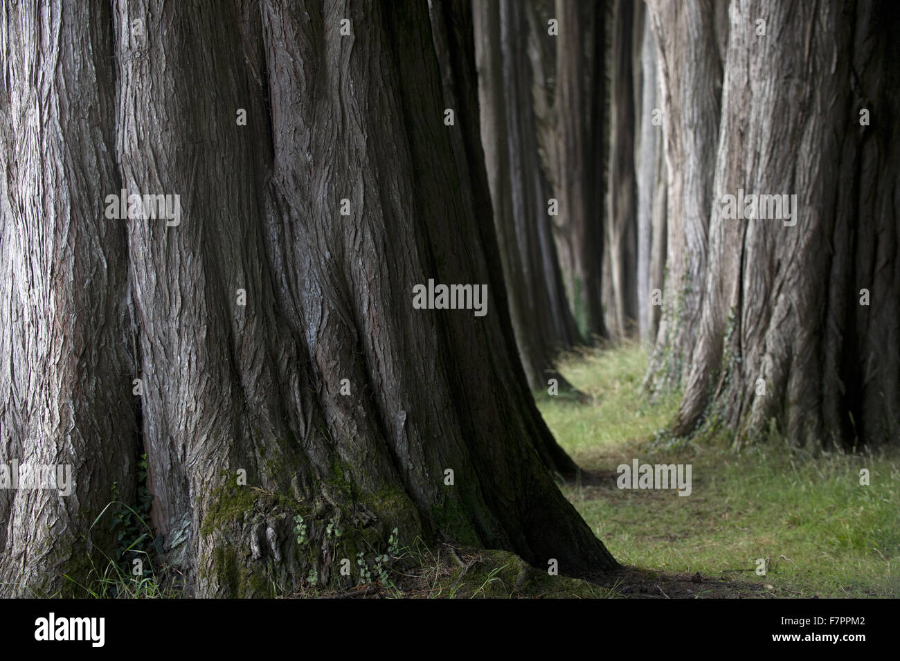 Trees in the gardens at Plas Newydd Country House and Gardens, Anglesey ...