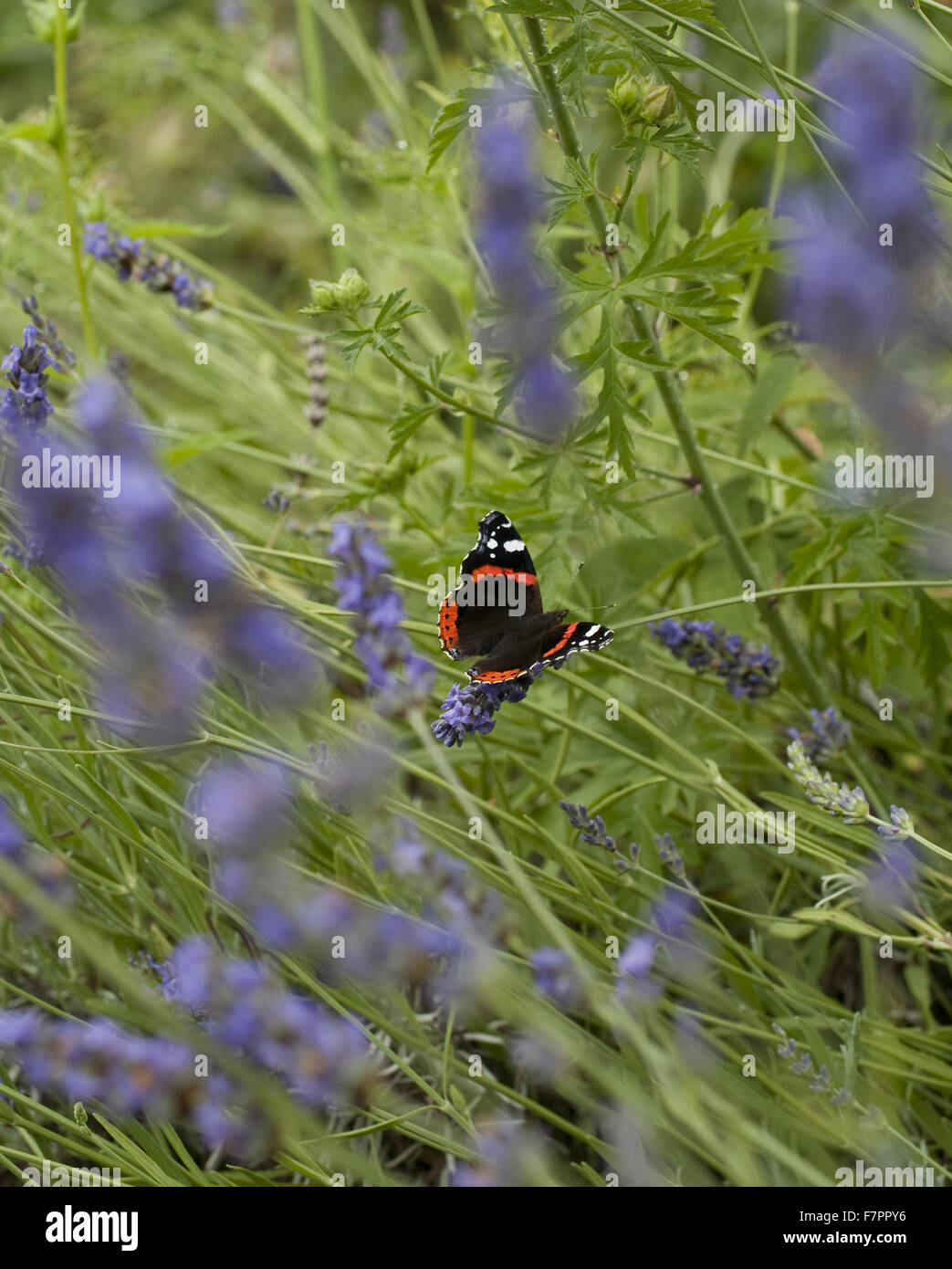 Virginia butterflies hi-res stock photography and images - Alamy