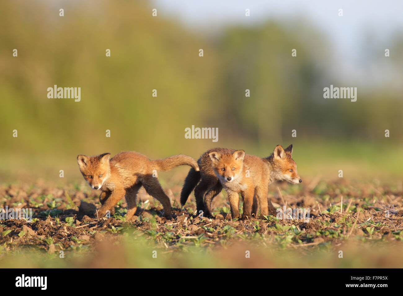 Red Fox kits (Vulpes vulpes). Europe Stock Photo - Alamy