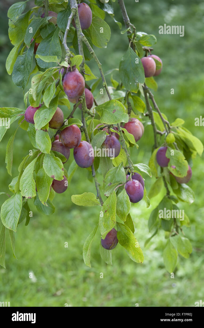 Fruit growing in the garden at Monk's House, East Sussex. Monk's House ...