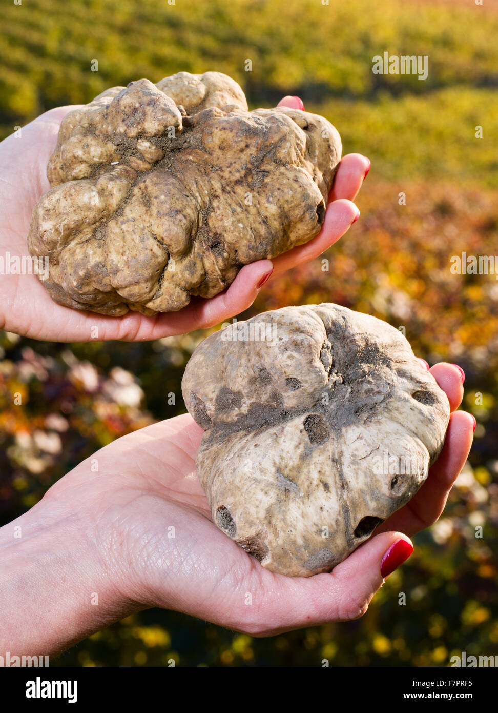 White truffles of alba hi-res stock photography and images - Alamy