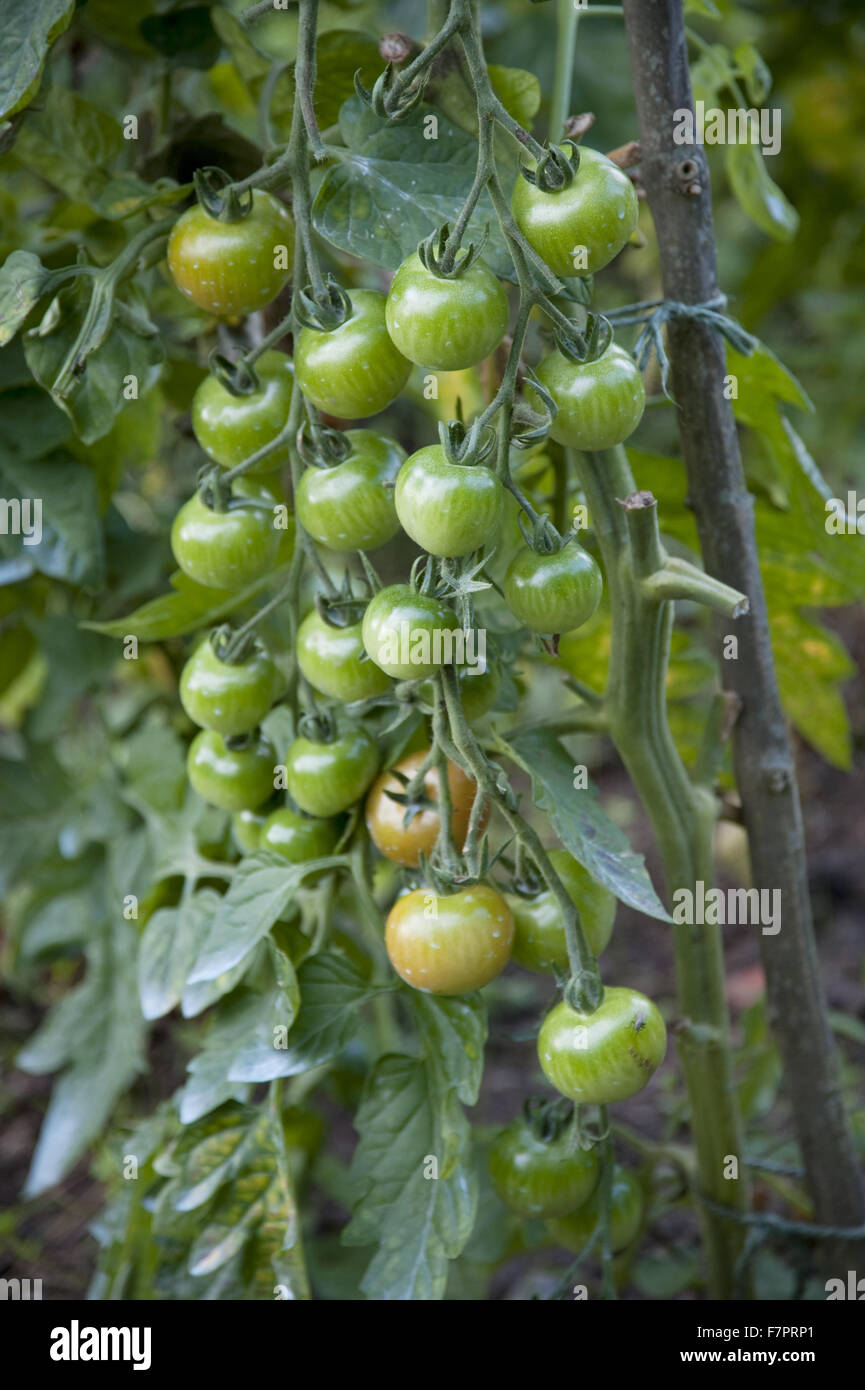 Tomatoes growing in the vegetable garden at Monk's House, East Sussex ...
