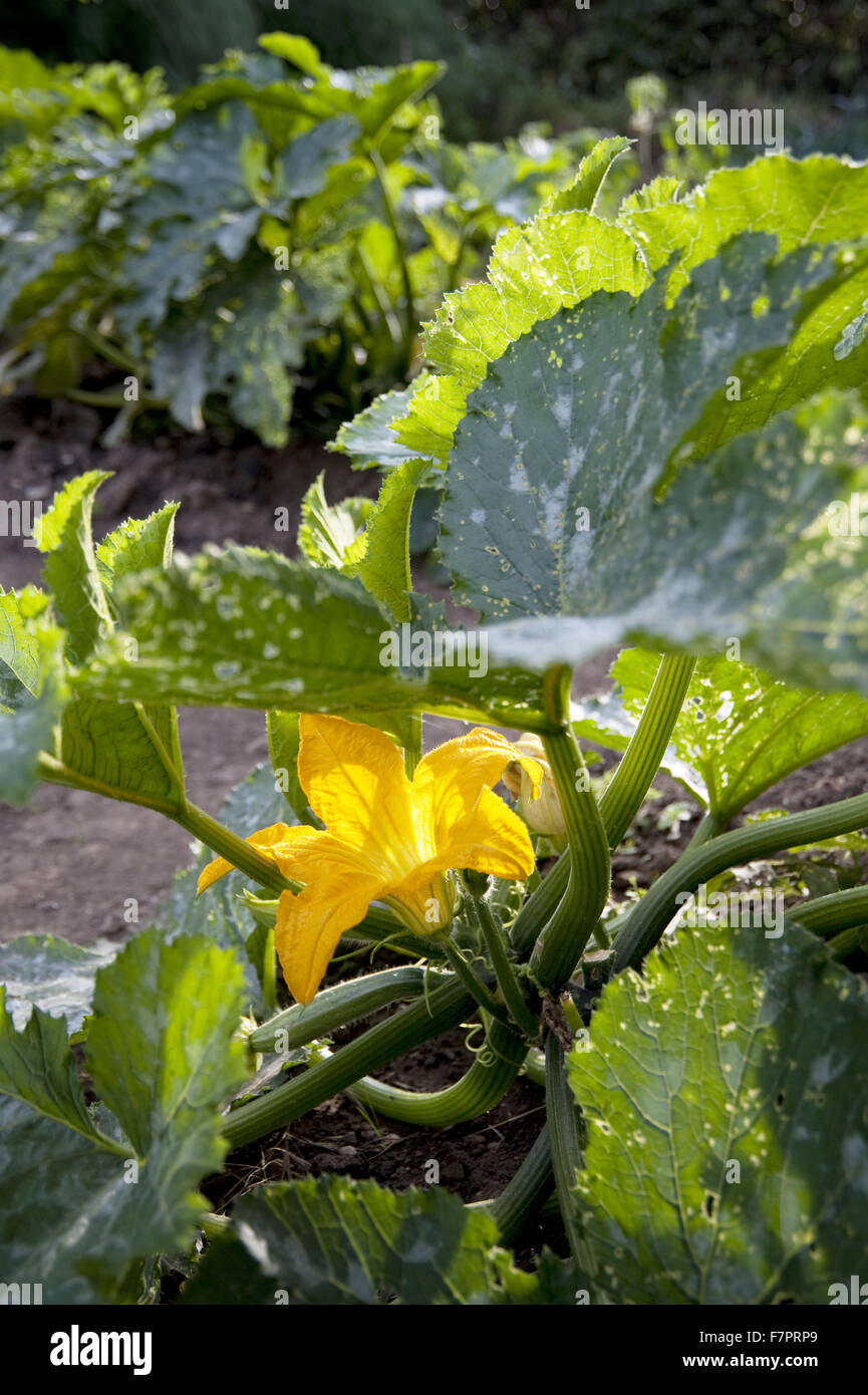 The vegetable garden at Monk's House, East Sussex. Monk's House was the ...