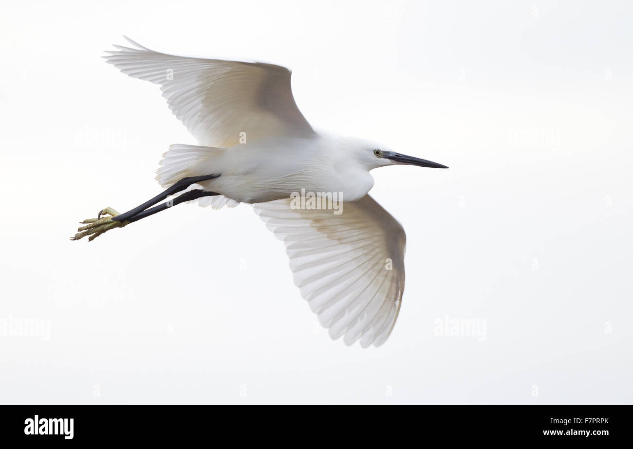 Little Egret in flight Stock Photo - Alamy