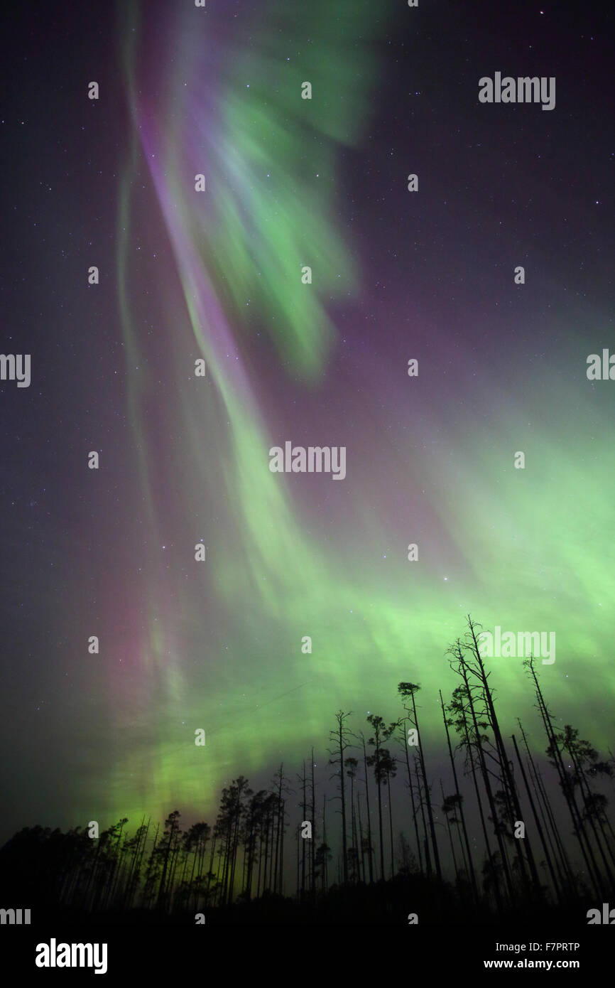 Northern lights (Aurora Borealis) in the sky over the bog. Alam-Pedja ...