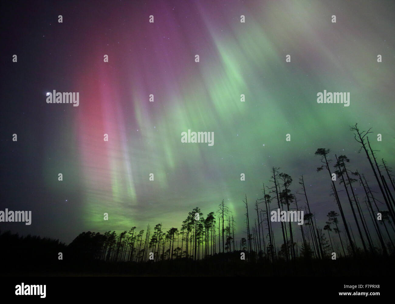 Northern lights (Aurora Borealis) in the sky over the bog. Alam-Pedja ...